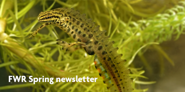 Summer FWR Newsletter published | www.the-ies.org