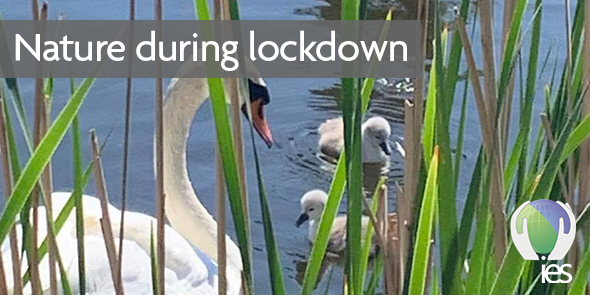 Nature during lockdown | www.the-ies.org